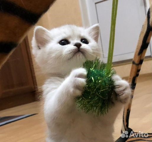 Шотландские шиншиллы с изумрудными глазами