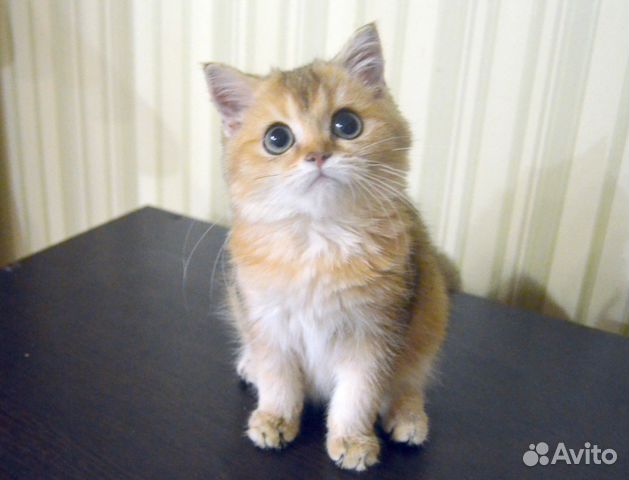 Шотландский мальчик