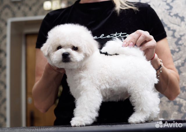 Кукольные щенки