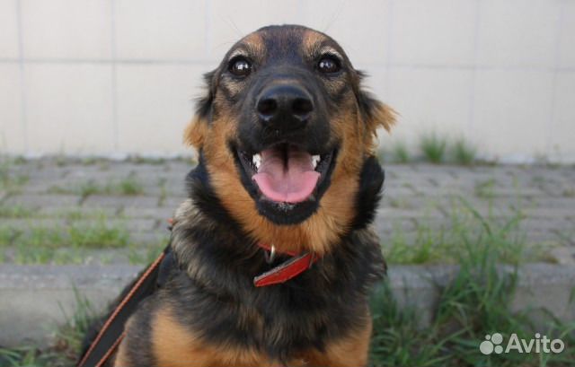 Ласковая Бетти ищет дом