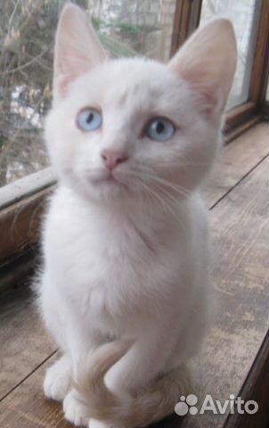 Котенок Снежинка