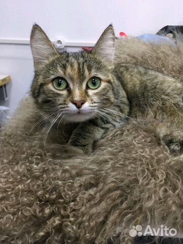 Благодарная малышка Бусинка ищет дом