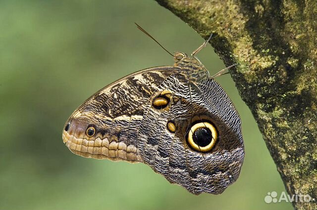 Продам куколок бабочки Caligo memnon (Сова)