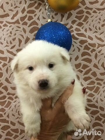 Щенки лайки