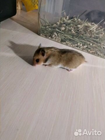 Сирийские хомячата