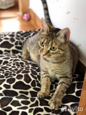 Котенок Ириска