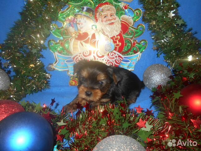 Новогодние мальчишки, пушистые штанишки