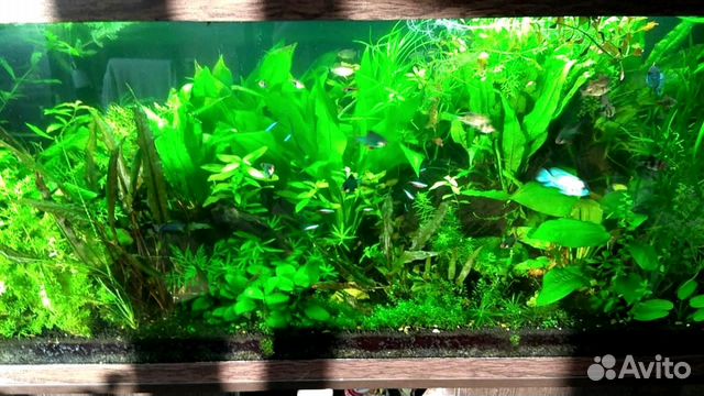 Прополка аквариумных растений