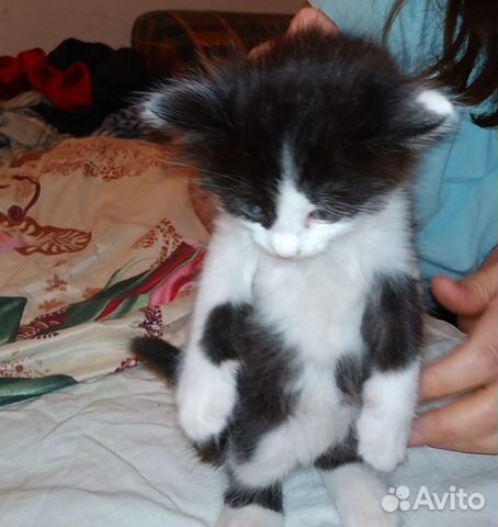 Котенок биколор