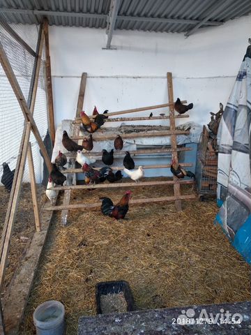 Продаю кур парами