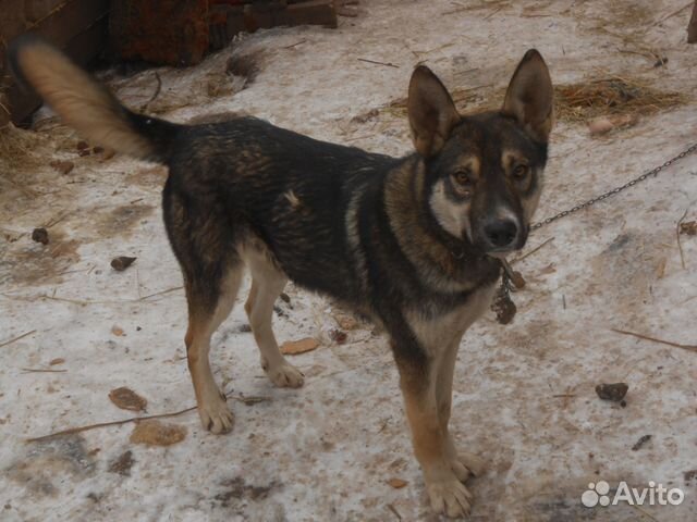 Крупный кобель на охрану
