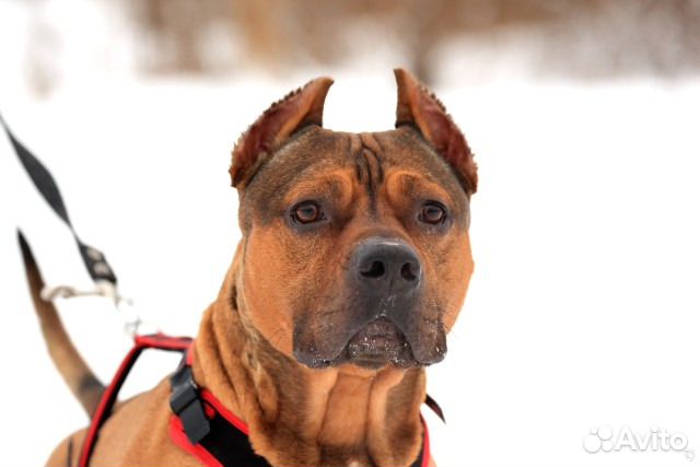 Мега-обаятельный Поль Робсон в дар