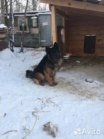 Рэм в добрые руки