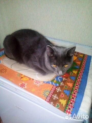 Отдам котика в хорошие руки