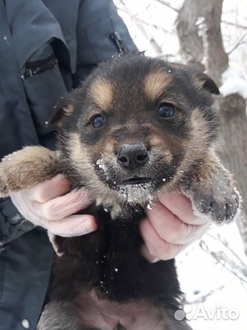 Щенята от дворняжки