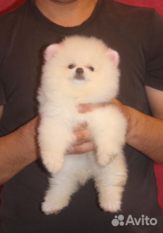 Беленькая шпиц девочка