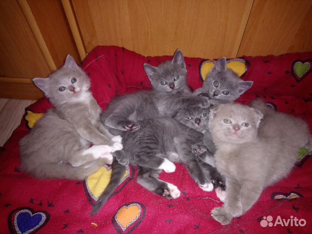 Котята-британцы