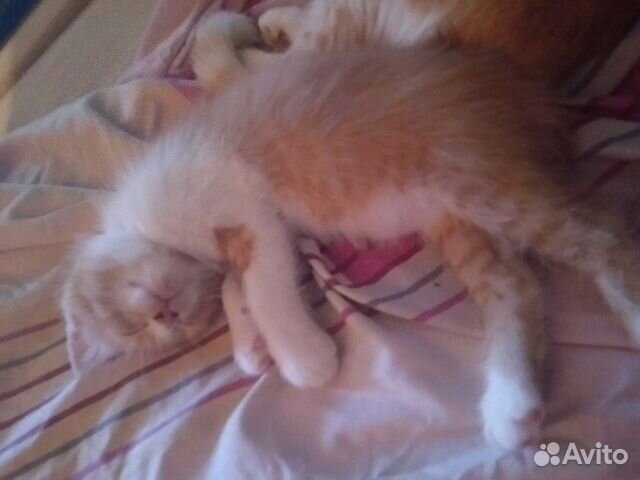 Котята