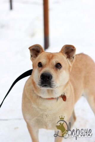 Матрешка-верный друг на долгие годы