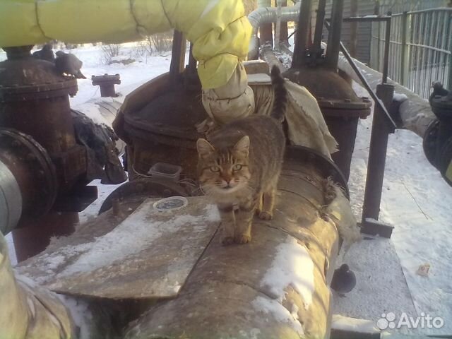 В добрые руки