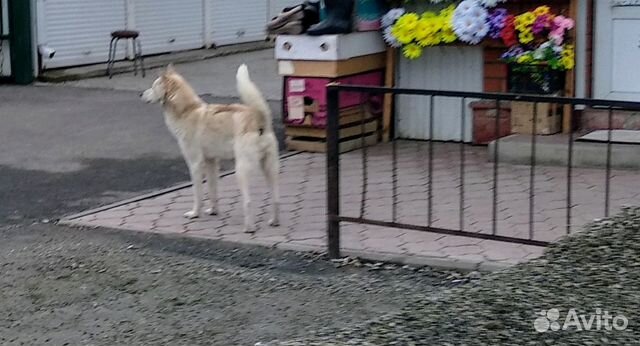 Пес мальчик лайка