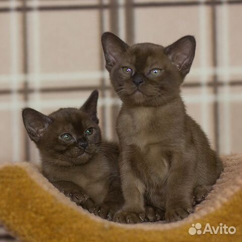 Соболиные бурманские котики