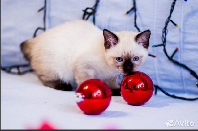 Котята самой лучшей породы