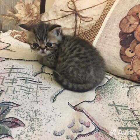 Котята британцы