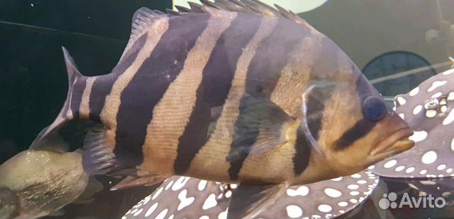 Окунь тигровый индонезийский