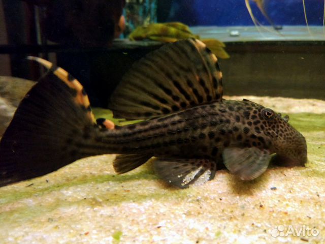Сом номерной L091 (Лепоракантикус)