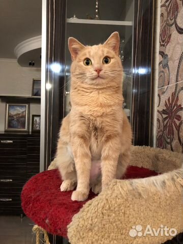 Солнечная Весна ищет заботливую семью