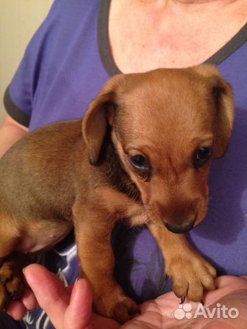 Щенок таксы (девочка)