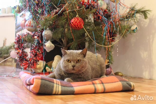 Отдадим в добрые руки найденыша