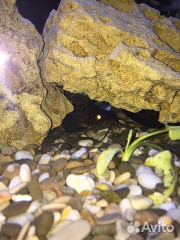 Сом перевертыш, синодонтис 2шт бесплатно