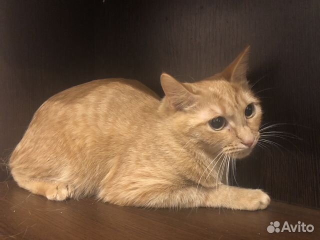 Девочка Кошечка 6 мес