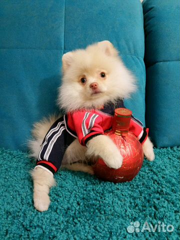 Шпиц кобель, 3.5 месяца. Окрас крем. От шоколадной