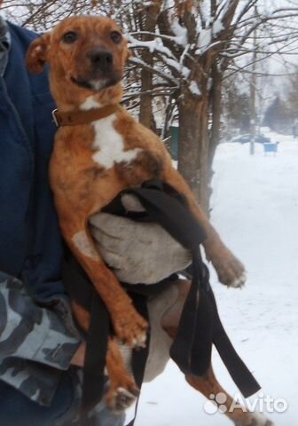 Ищет дом щенок некрупной собачки Тася