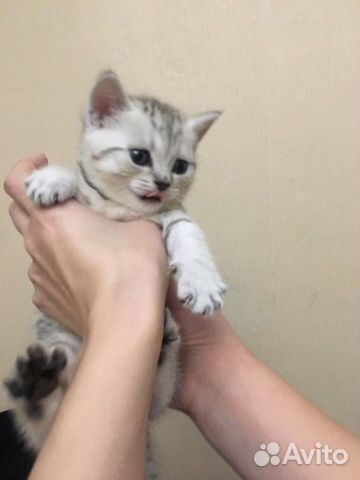 Продам котенка скотиш-страйт