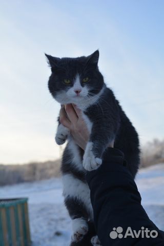 Люся. Молодая, привитая и кастрированная мышеловка