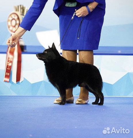 Предлагается для вязки кобель схипперке (шипперке)