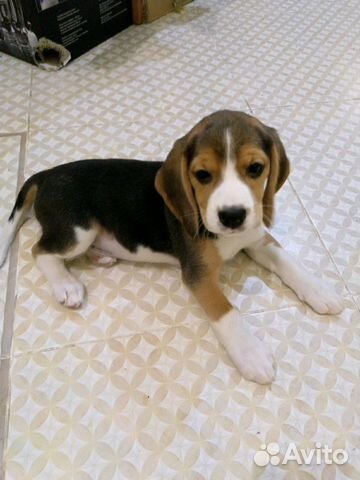 Щенок Бигля