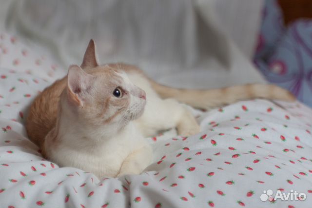 Метис бурмы