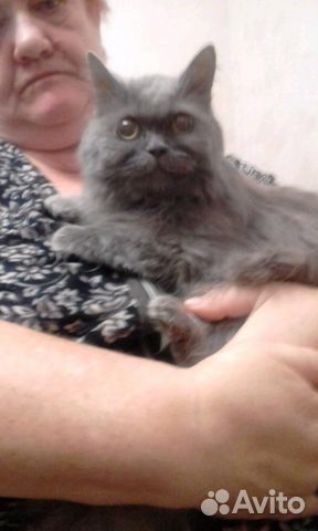 Кошка молодая в самые добрые руки