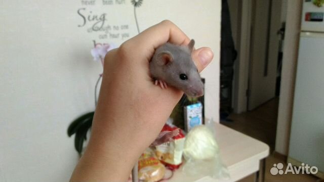 Большая клетка с крысятами