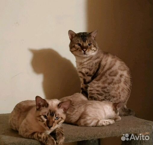 Племенной кот