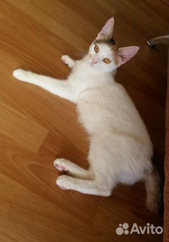 Отдаю в добрые руки