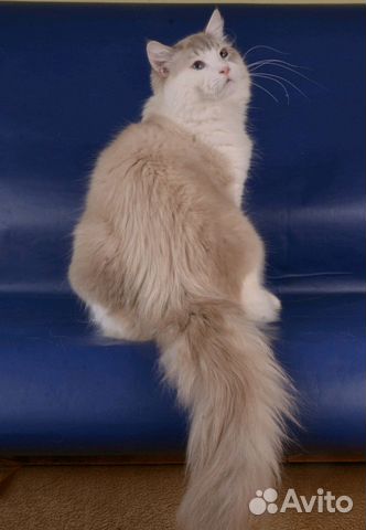 Ищем ответственные ручки для котика