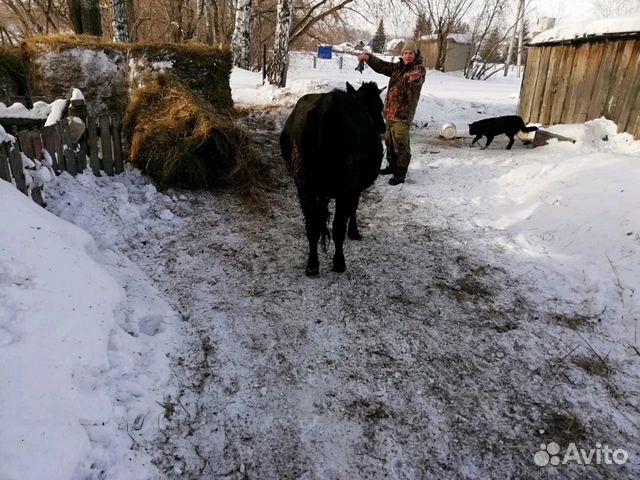 Продам телку. 11 февраля будет 2 года. Спокойная