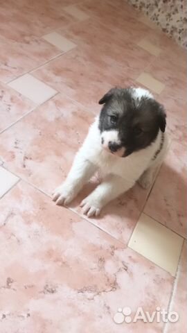 Восточно-сибирские лайки