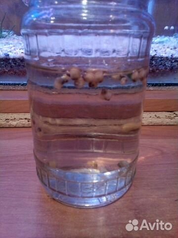 Улитки Ампулярии